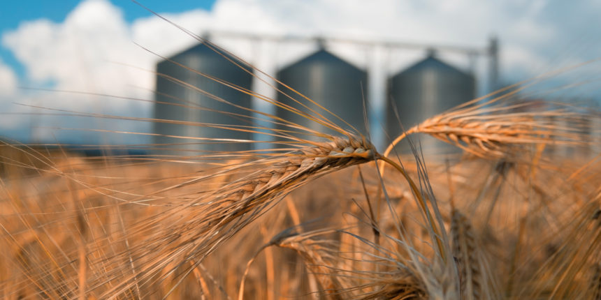 wheat | CoinDesk JAPAN（コインデスク・ジャパン）